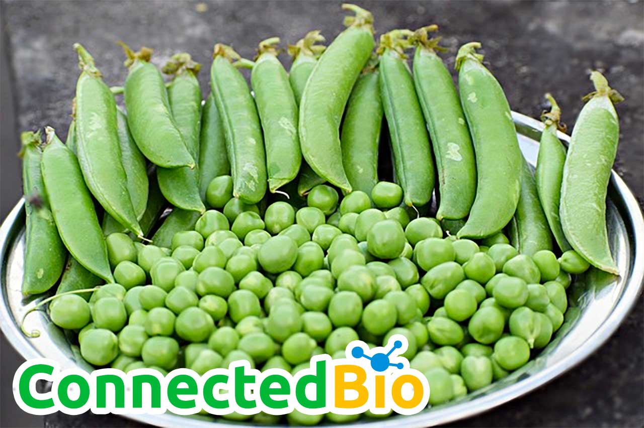 Evolution in Garden Peas | STEM Resource Finder